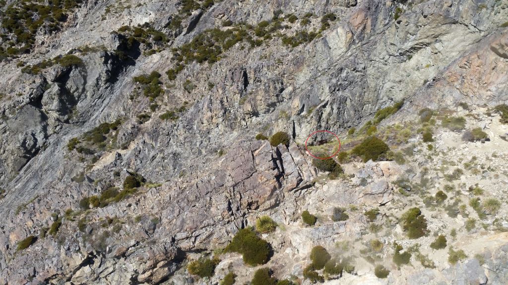 Tahr hunt - Gammack Range Tahr hunt - Gammack Range